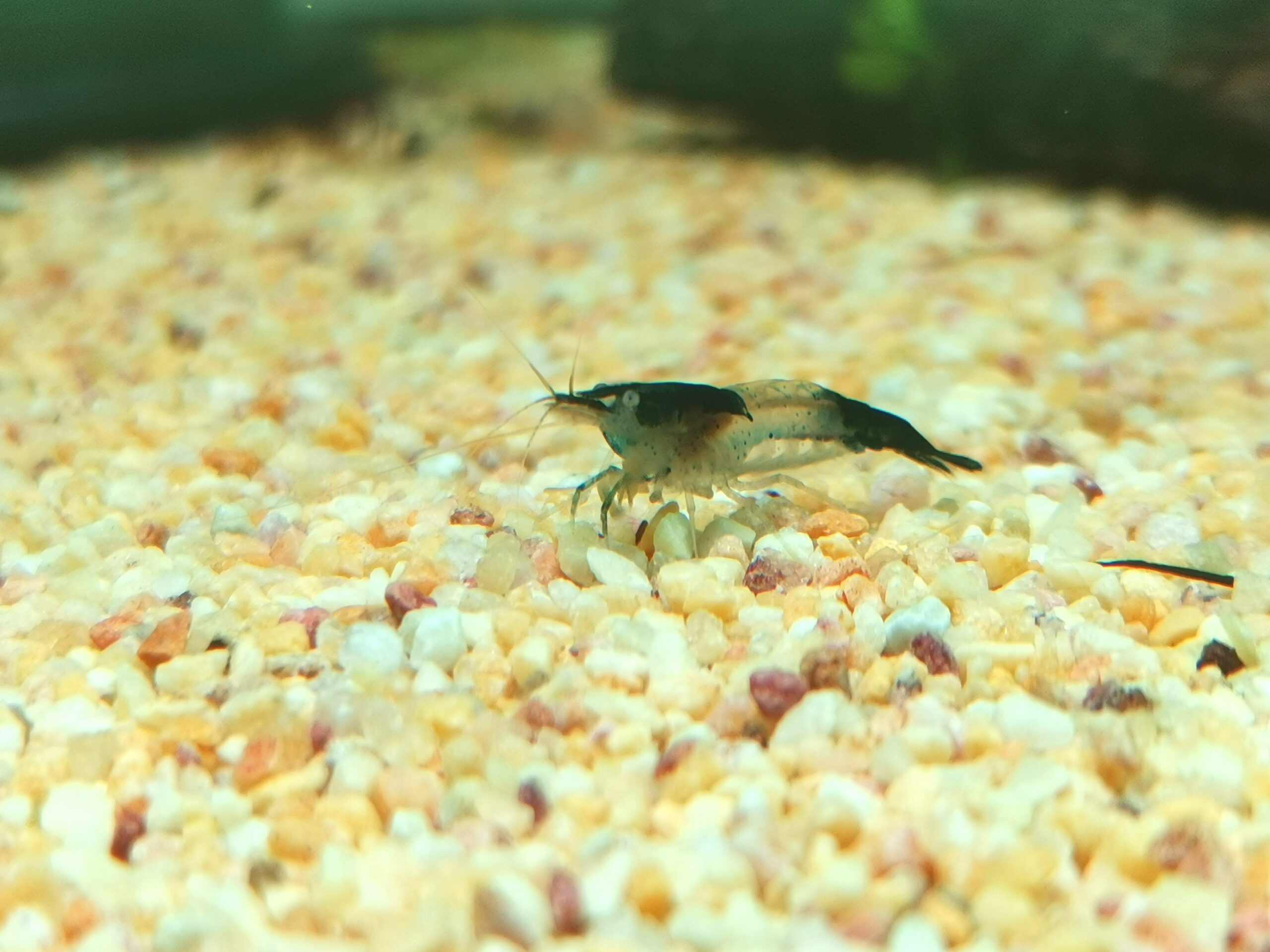 Black Rili Neocaridina Shrimp – Shrimpoly Livestock