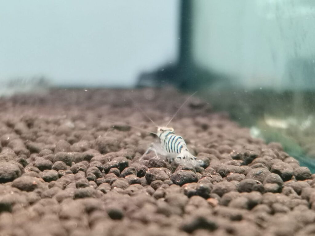 Indian Zebra Shrimp – Shrimpoly Livestock