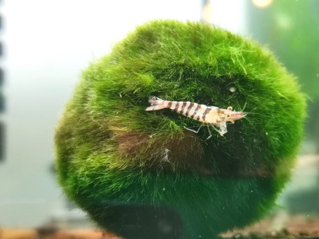 Indian Zebra Shrimp – Shrimpoly Livestock