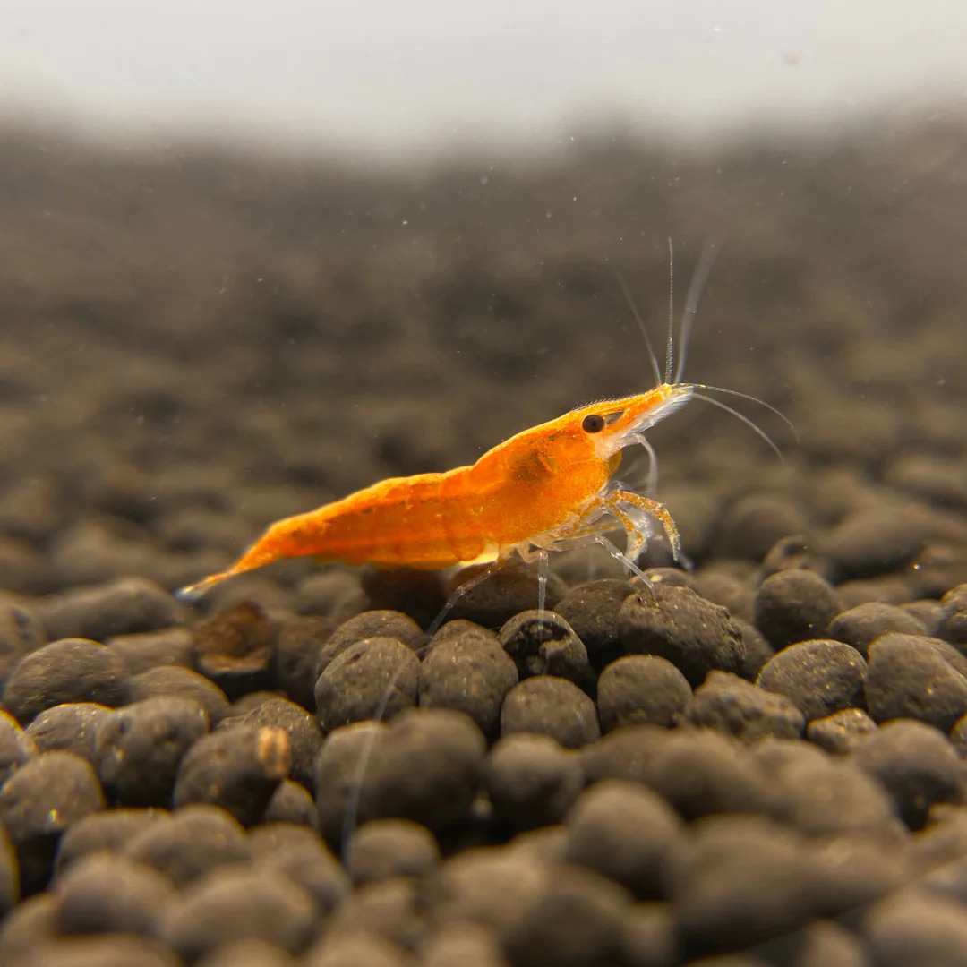 Orange Sunkist Neocaridina Shrimp – Shrimpoly Livestock